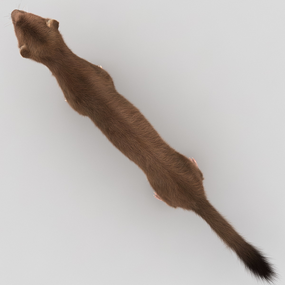 3d model weasel fur