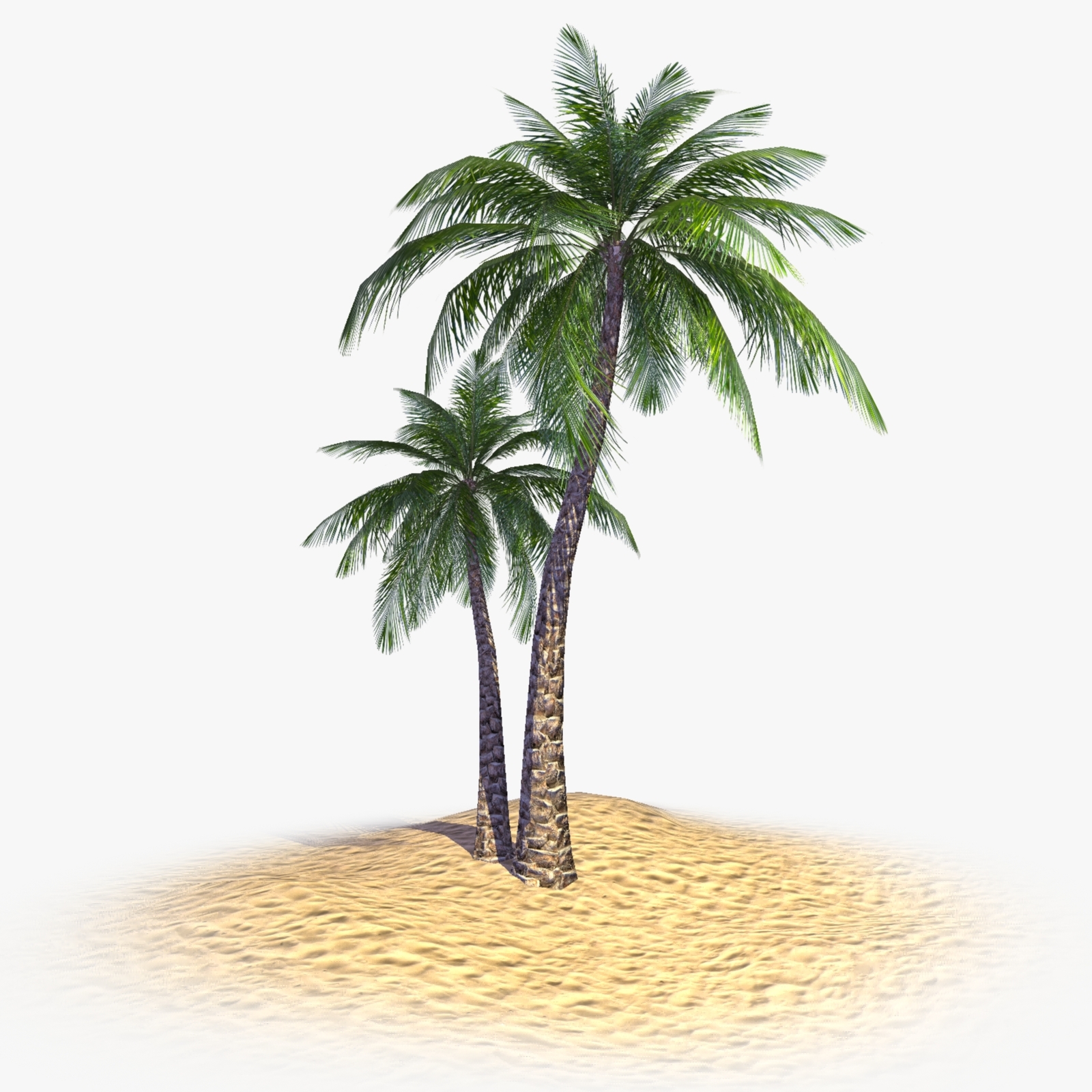 tropical palm tree 3d model