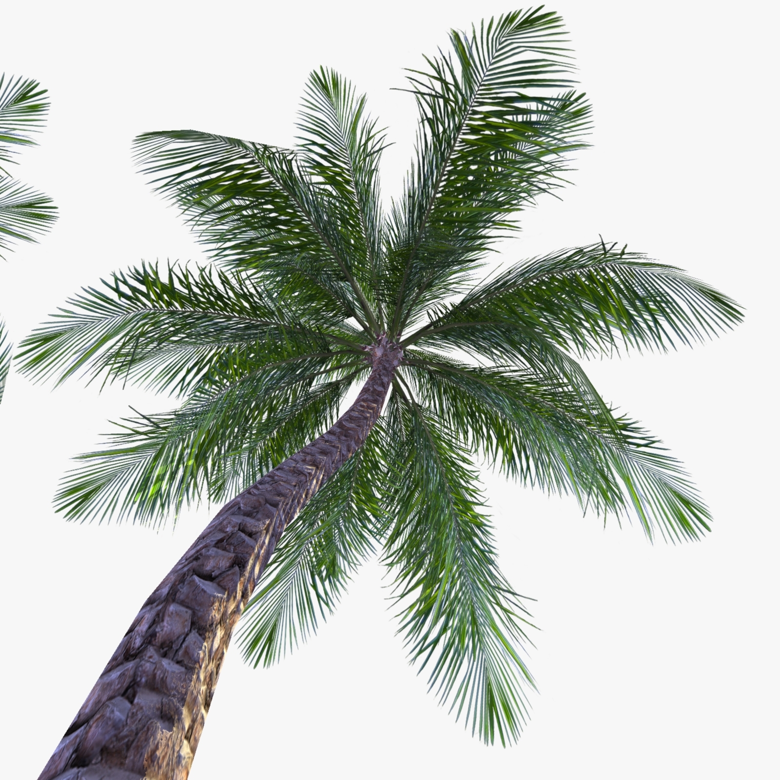 tropical palm tree 3d model