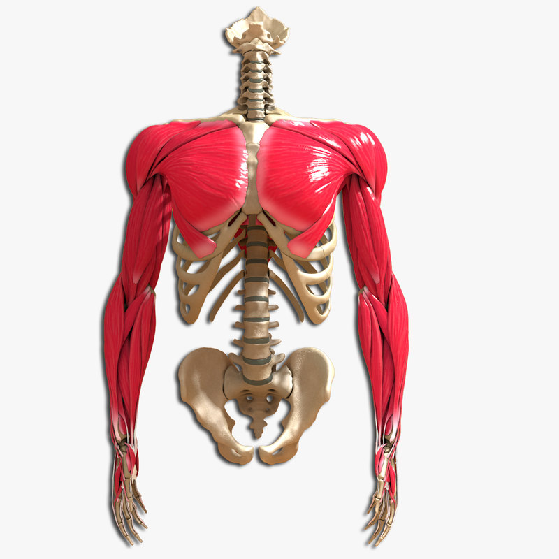 c4d human torso arms