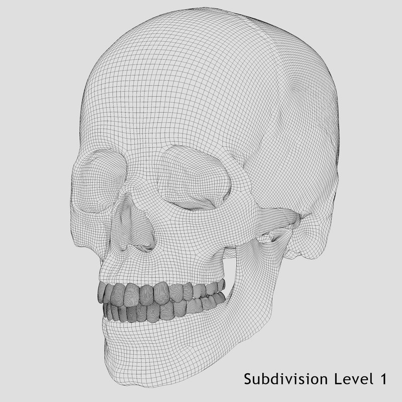 3d human skull