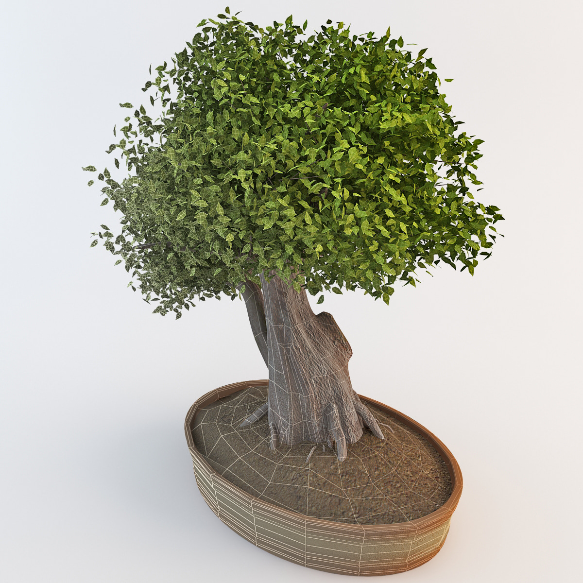 bonsai tree 5 3d obj