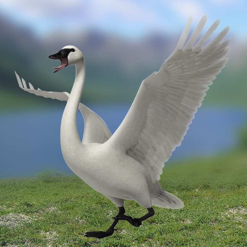 cygnus buccinator trumpeter swan obj