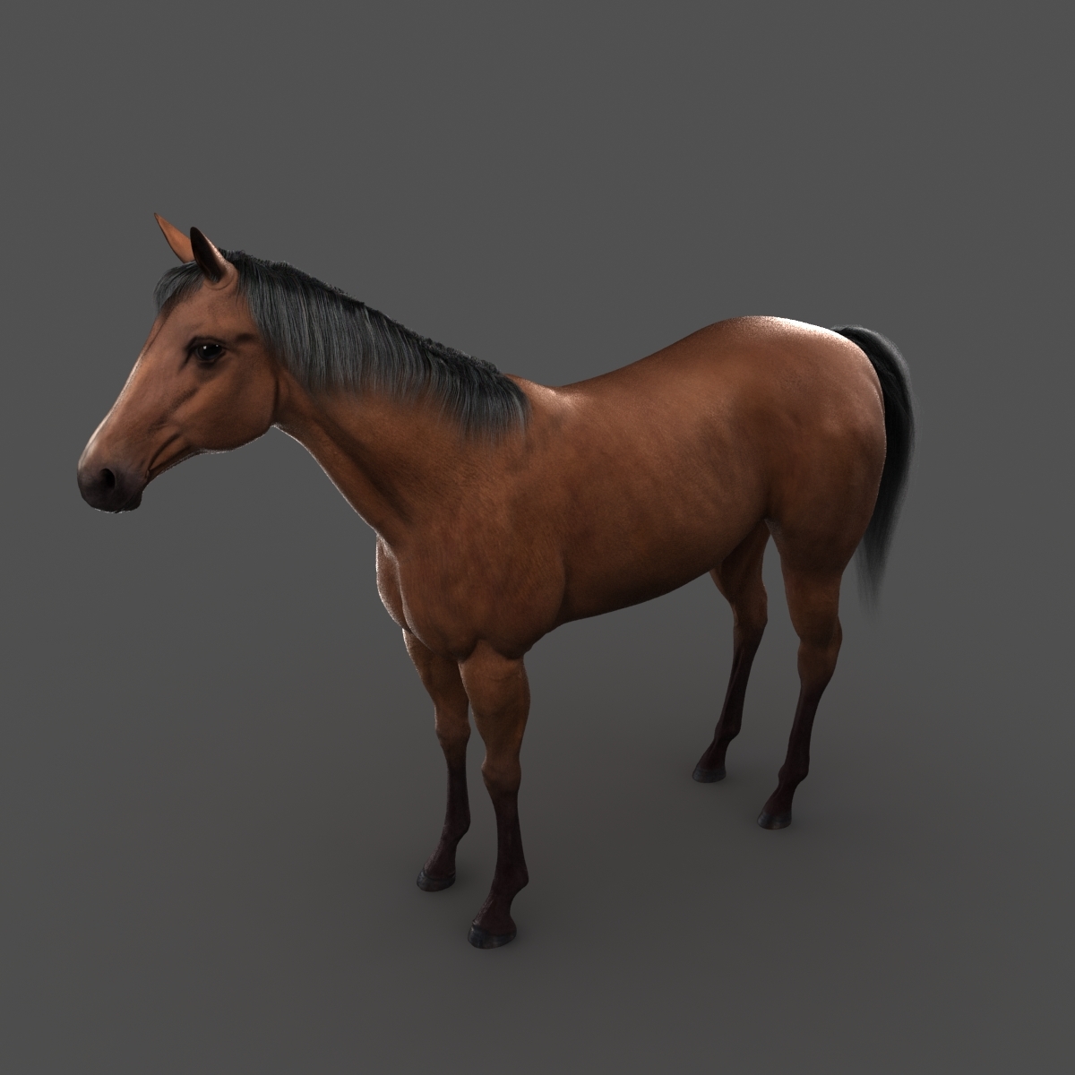 realistic horse 3d model