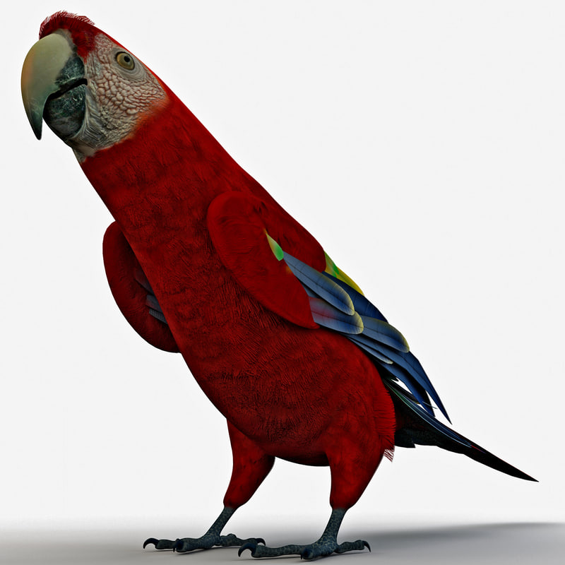 scarlet macaw pose 1 3d obj