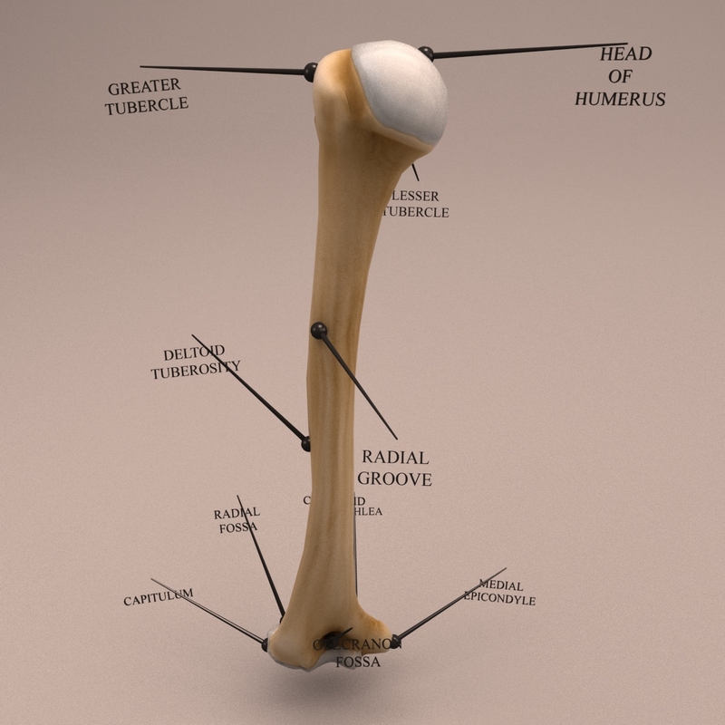 3ds max humerus arm bone anatomy