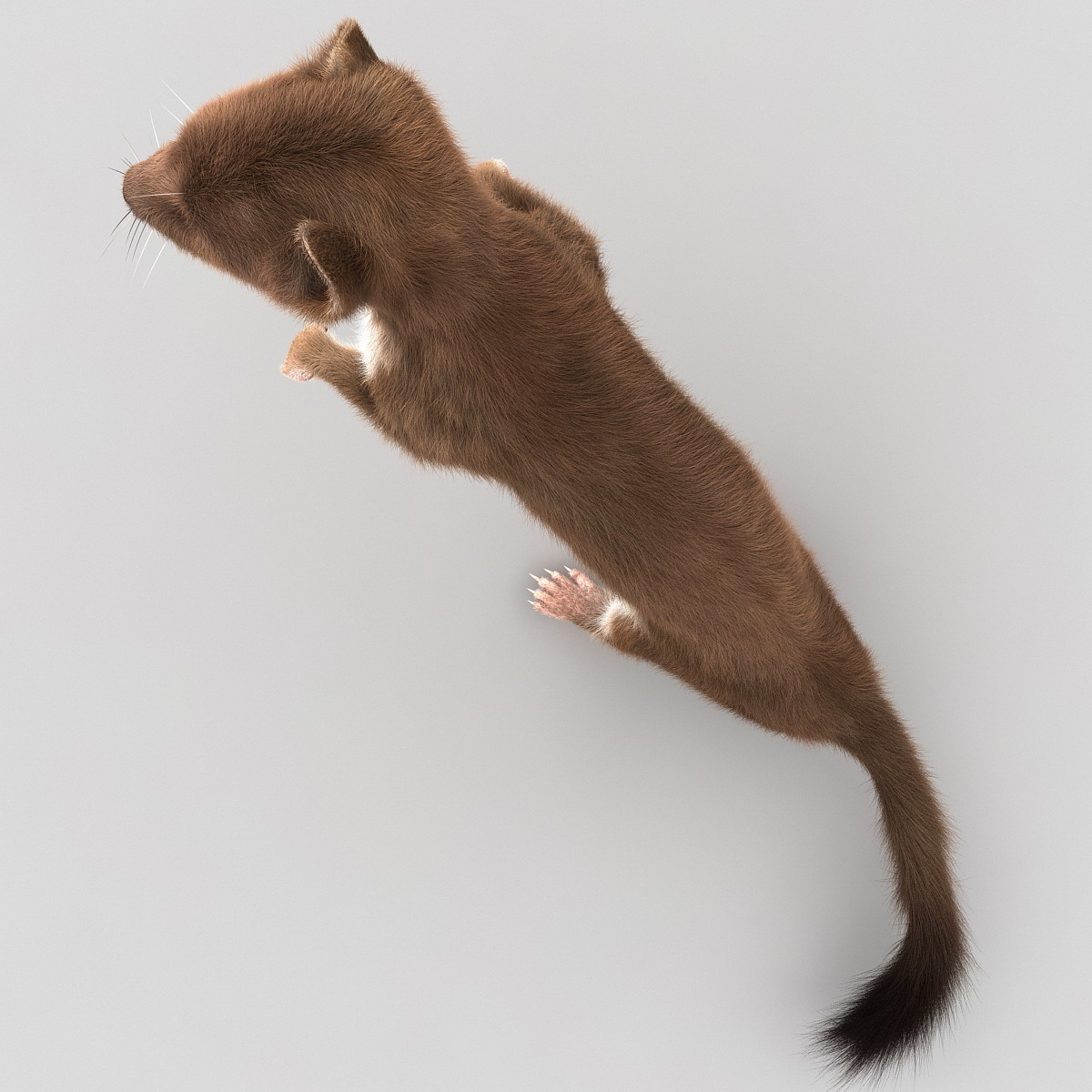 weasel pose 2 fur 3d model