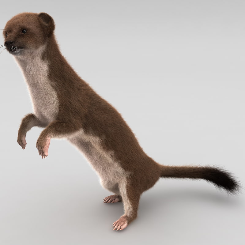 weasel pose 2 fur 3d model