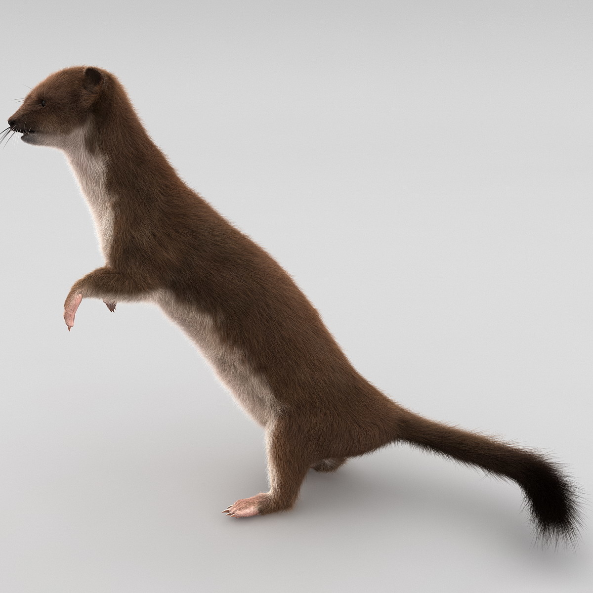 weasel pose 2 fur 3d model