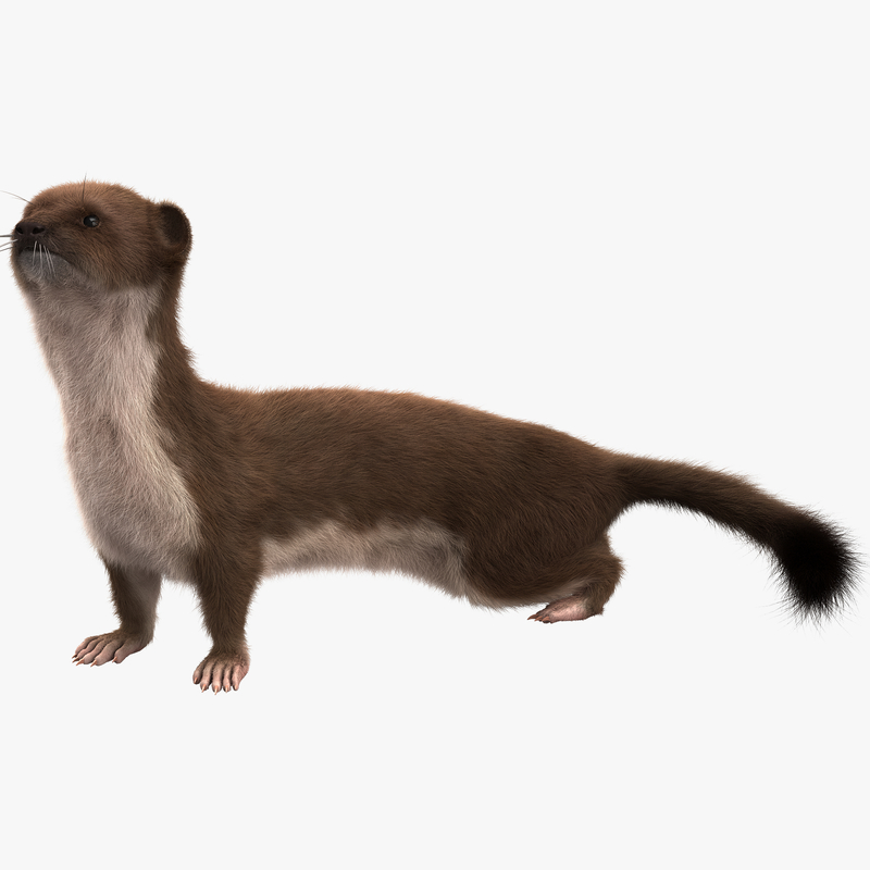 3d model weasel pose 4 fur