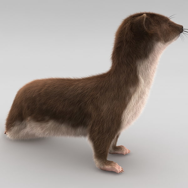 3d model weasel pose 4 fur
