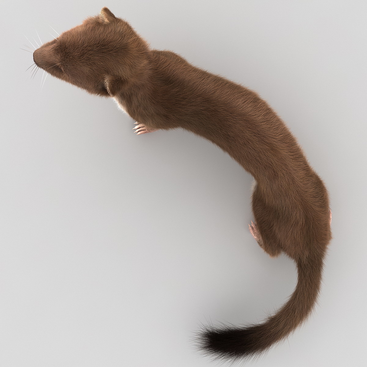 3d model weasel pose 4 fur