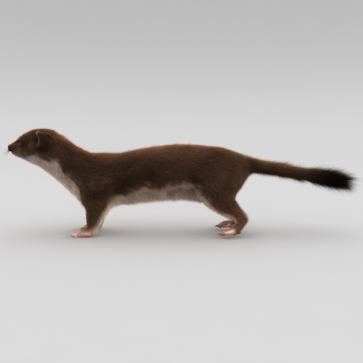 3d model weasel rigged fur