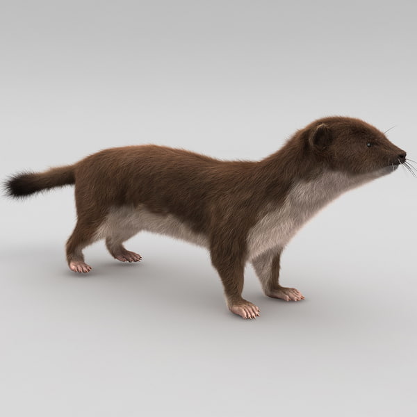3d model weasel rigged fur