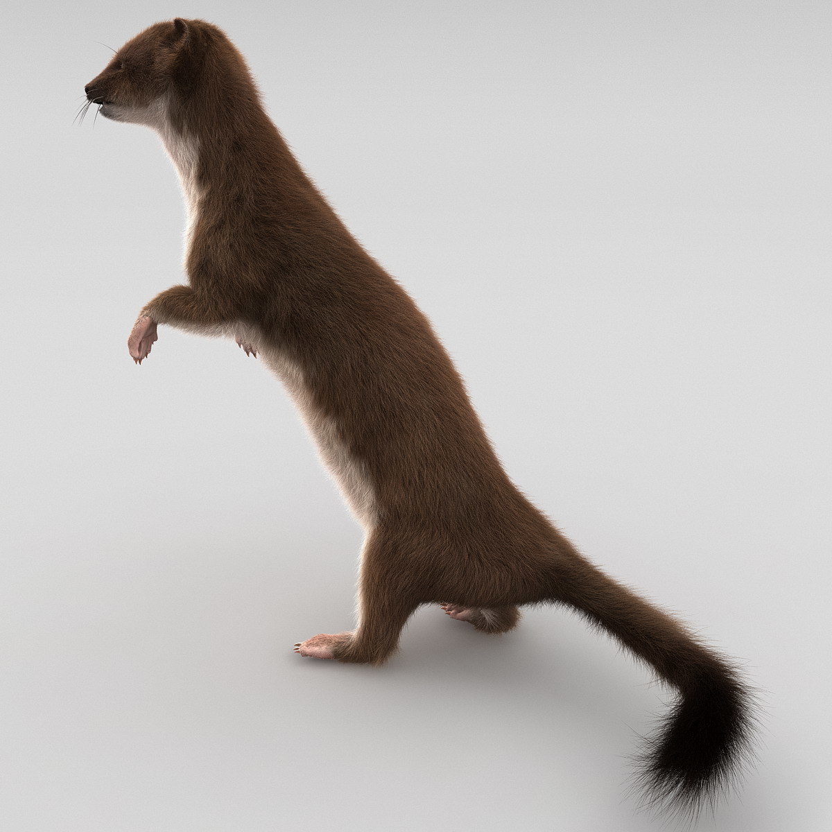 3d model weasel rigged fur