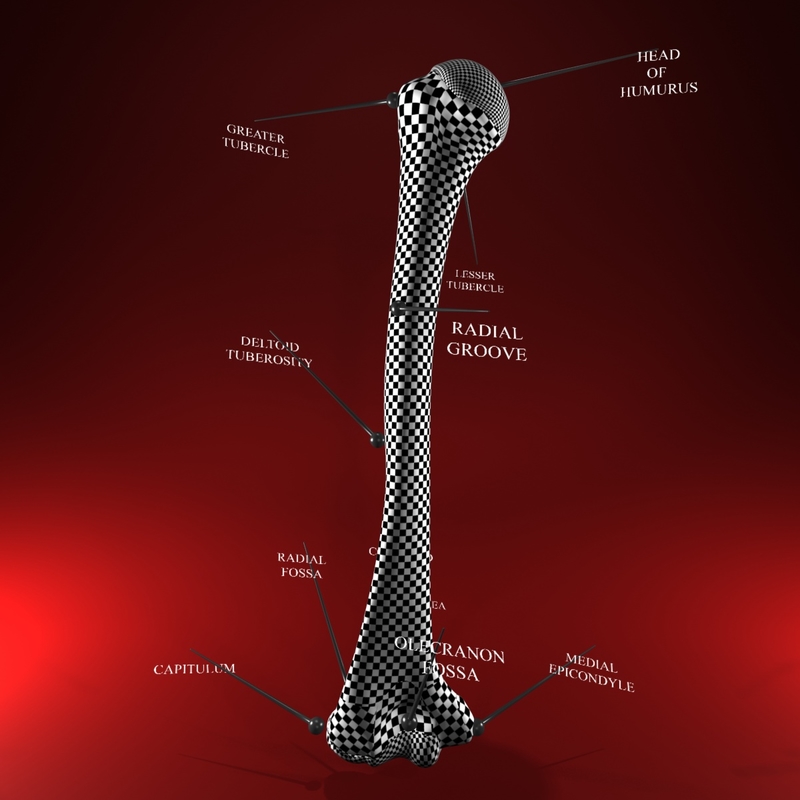3ds max humerus arm bone anatomy