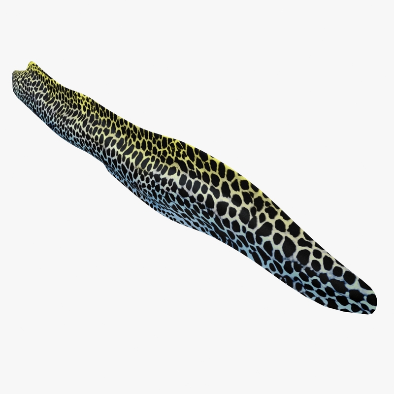 tesselata moray eel 3d max