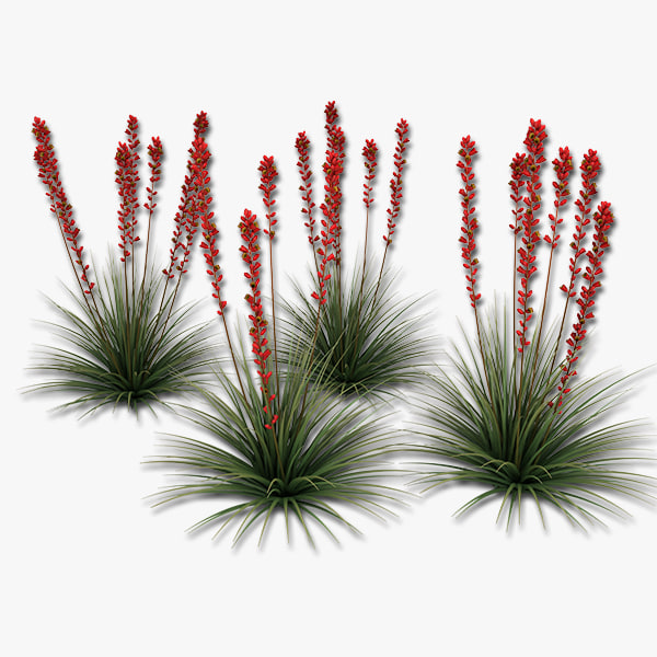 red yucca 3ds