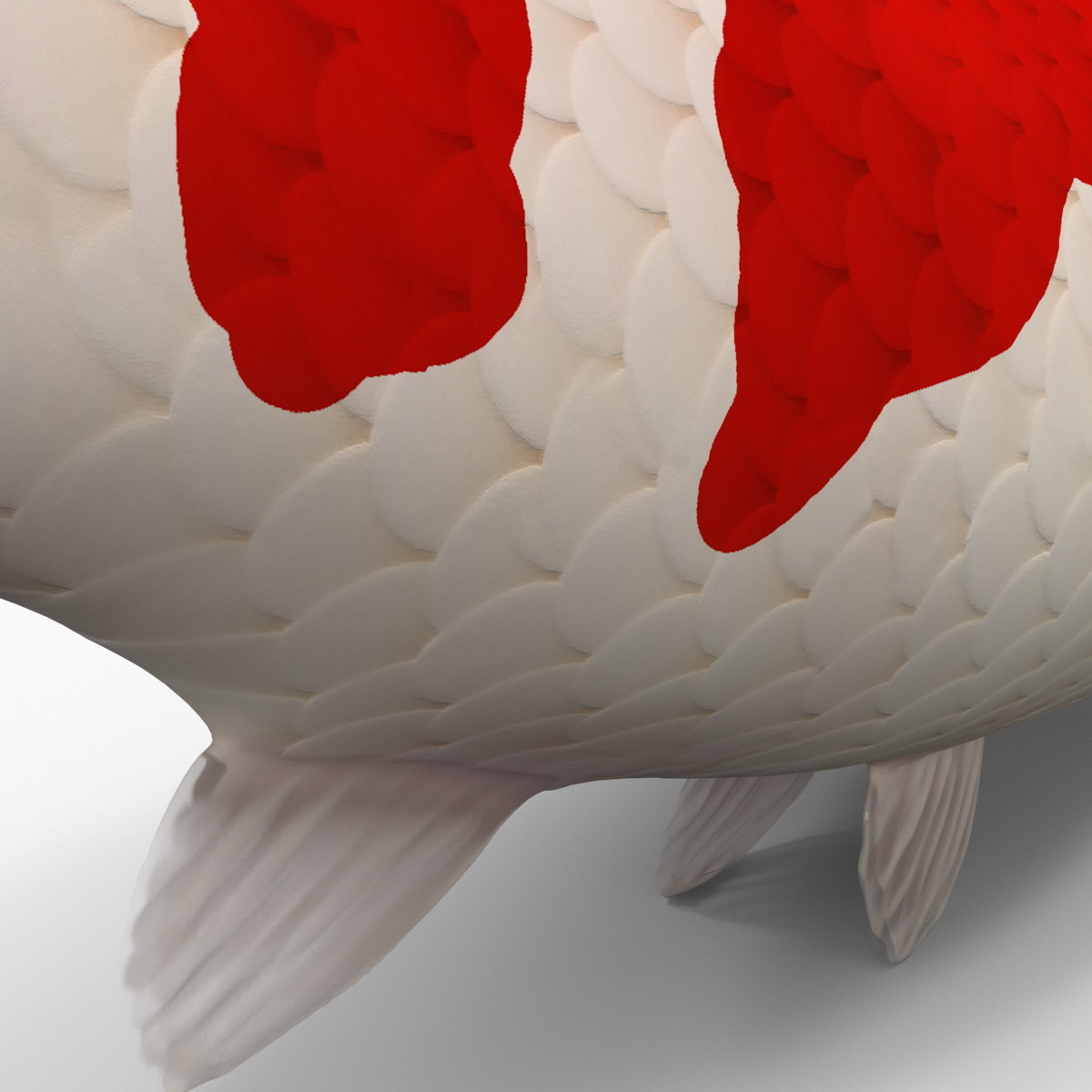3d model koi fish