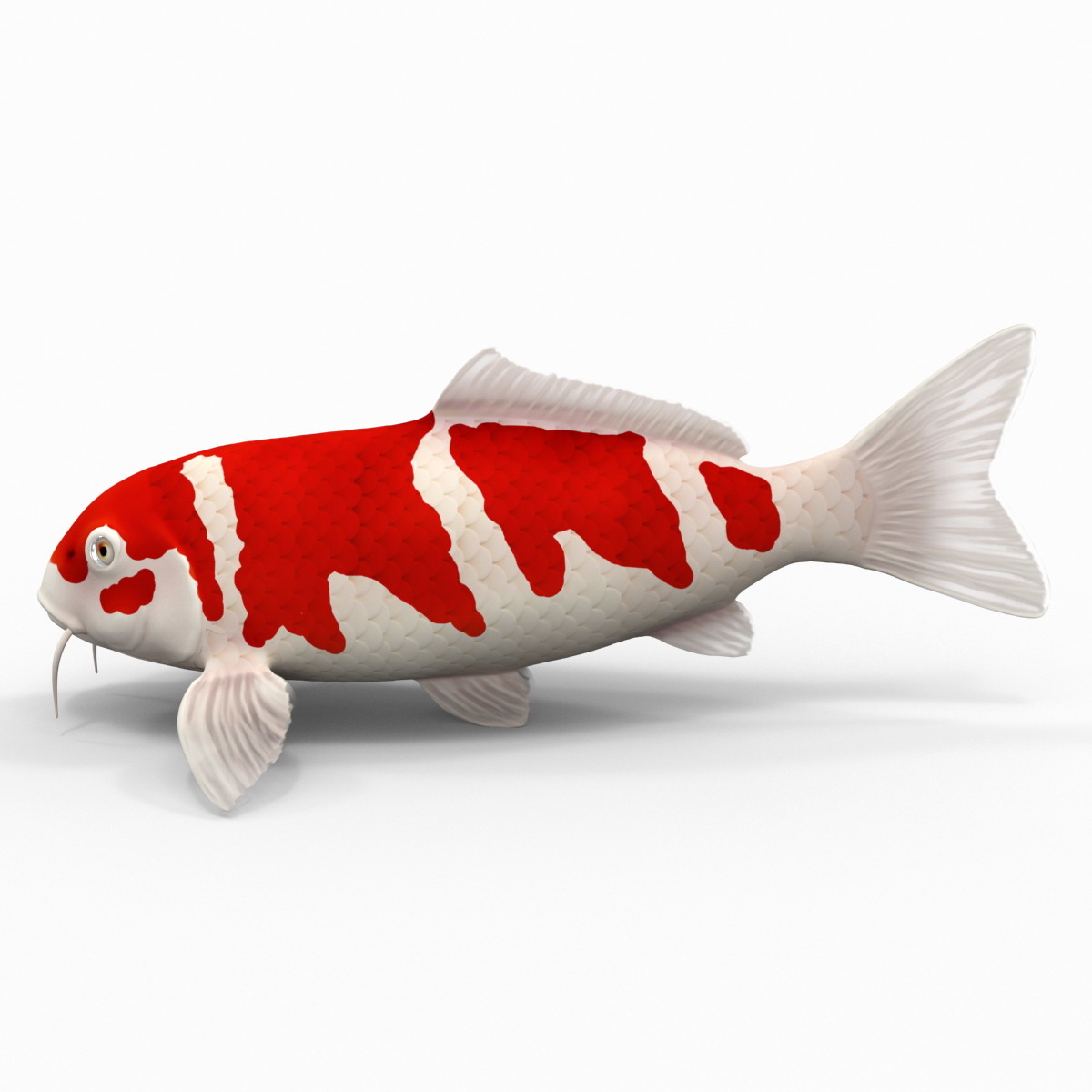 3d model koi fish
