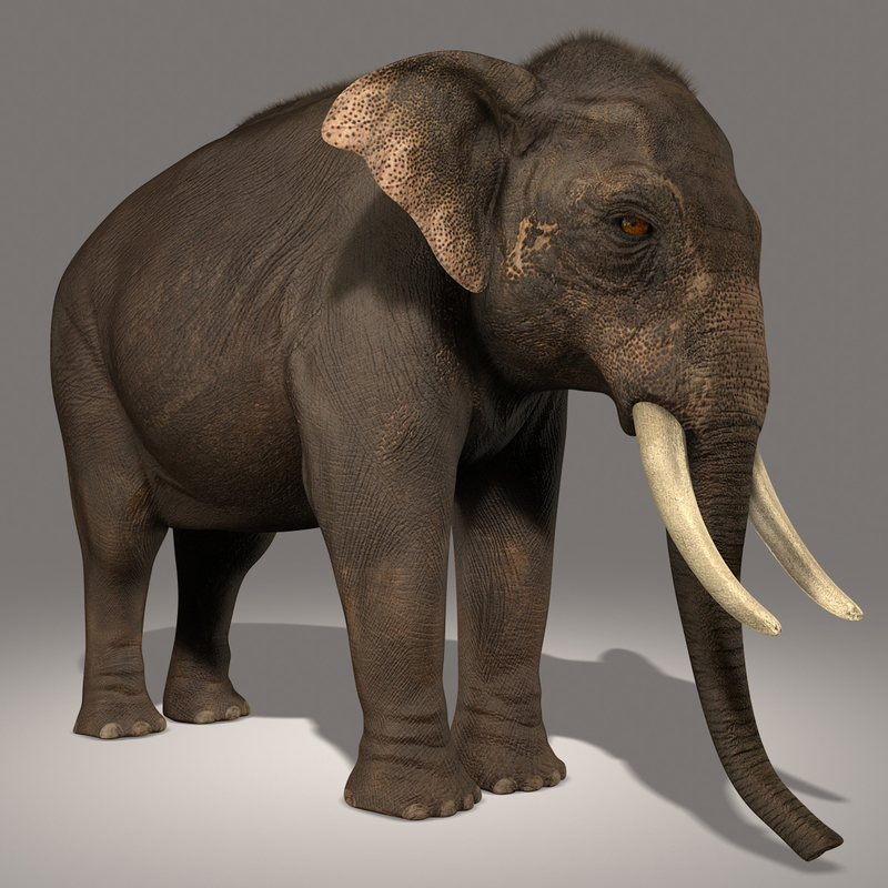 3d model photorealistic asian elephant fur