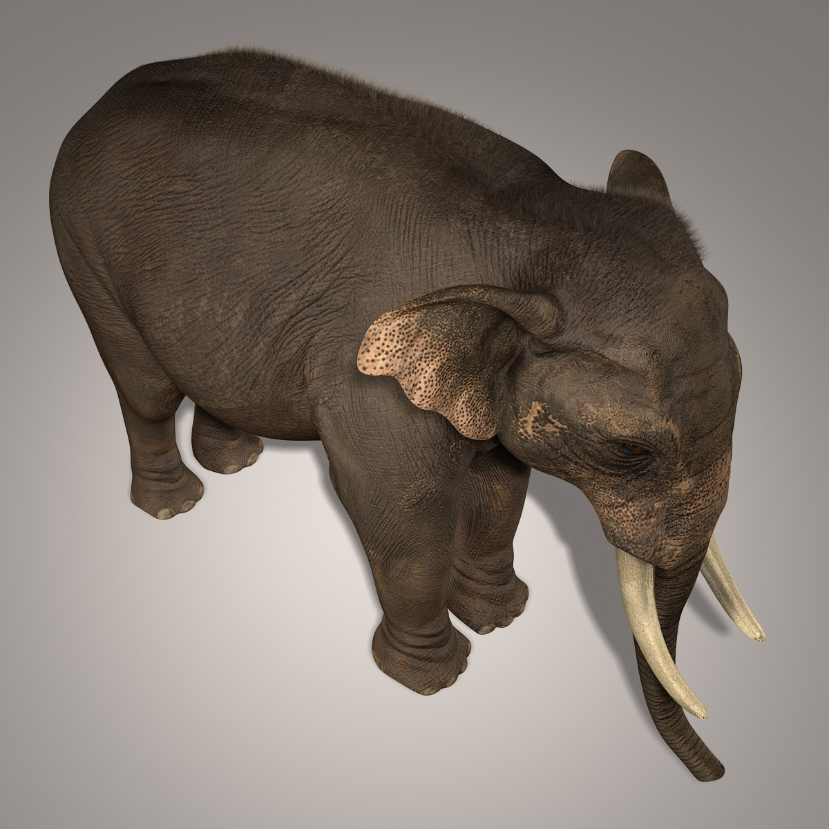 3d model photorealistic asian elephant fur