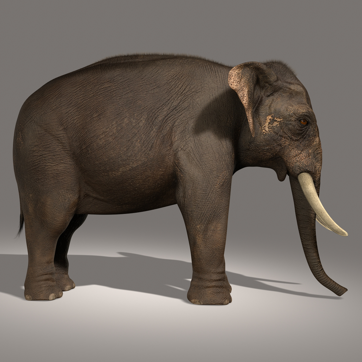 3d model photorealistic asian elephant fur
