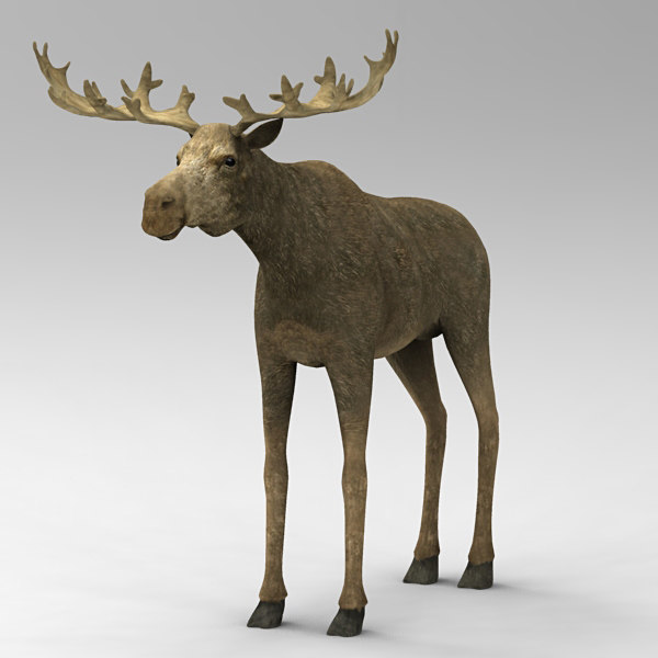 3d model moose animals