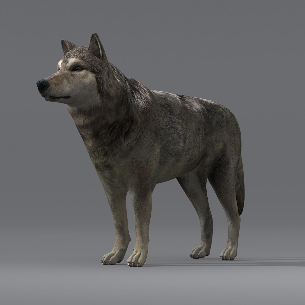 wolf modeled 3d model