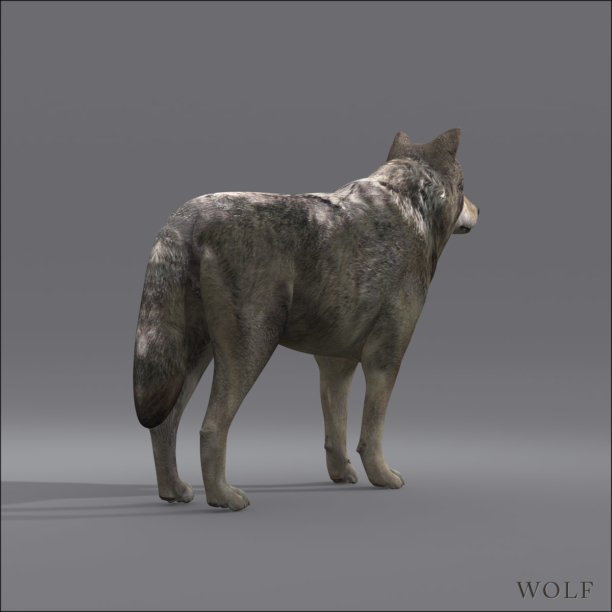 wolf modeled 3d model