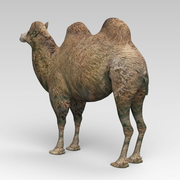 camel 2 3d model