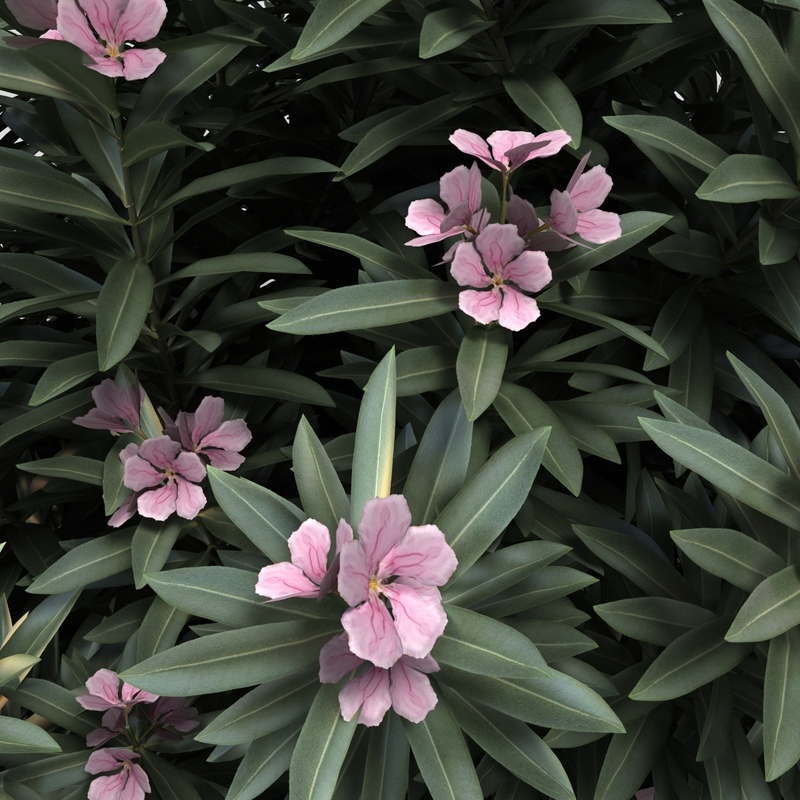 3dsmax oleander bush pink