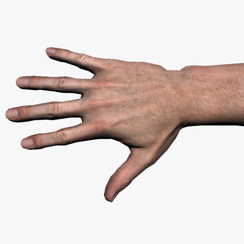 human hand 3d model