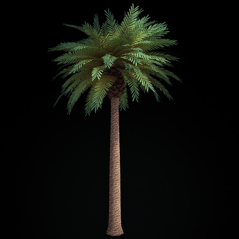 date palm tree 3d