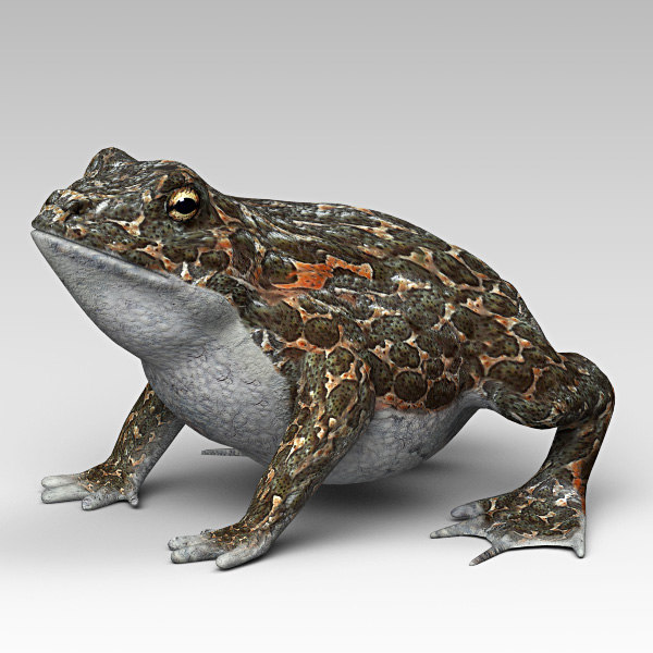 toad 3d model