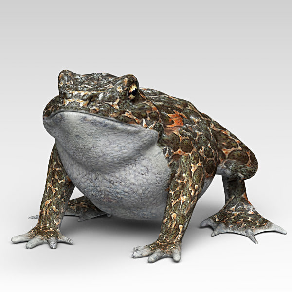 toad 3d model