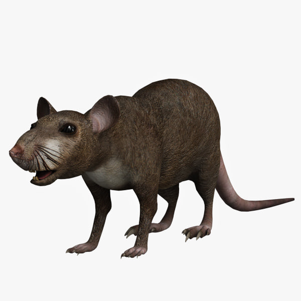max rat