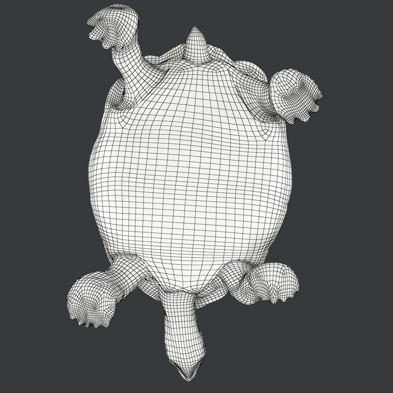 tortoise turtle 3d model