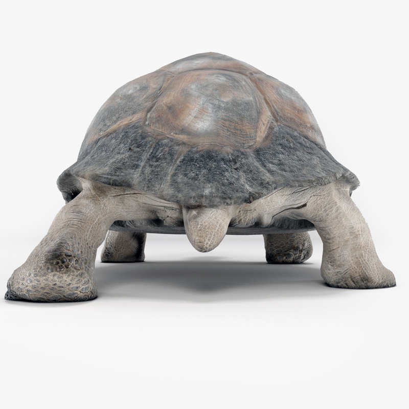 tortoise turtle 3d model