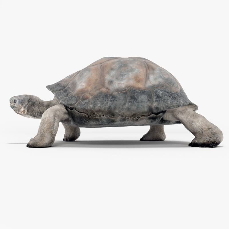 tortoise turtle 3d model