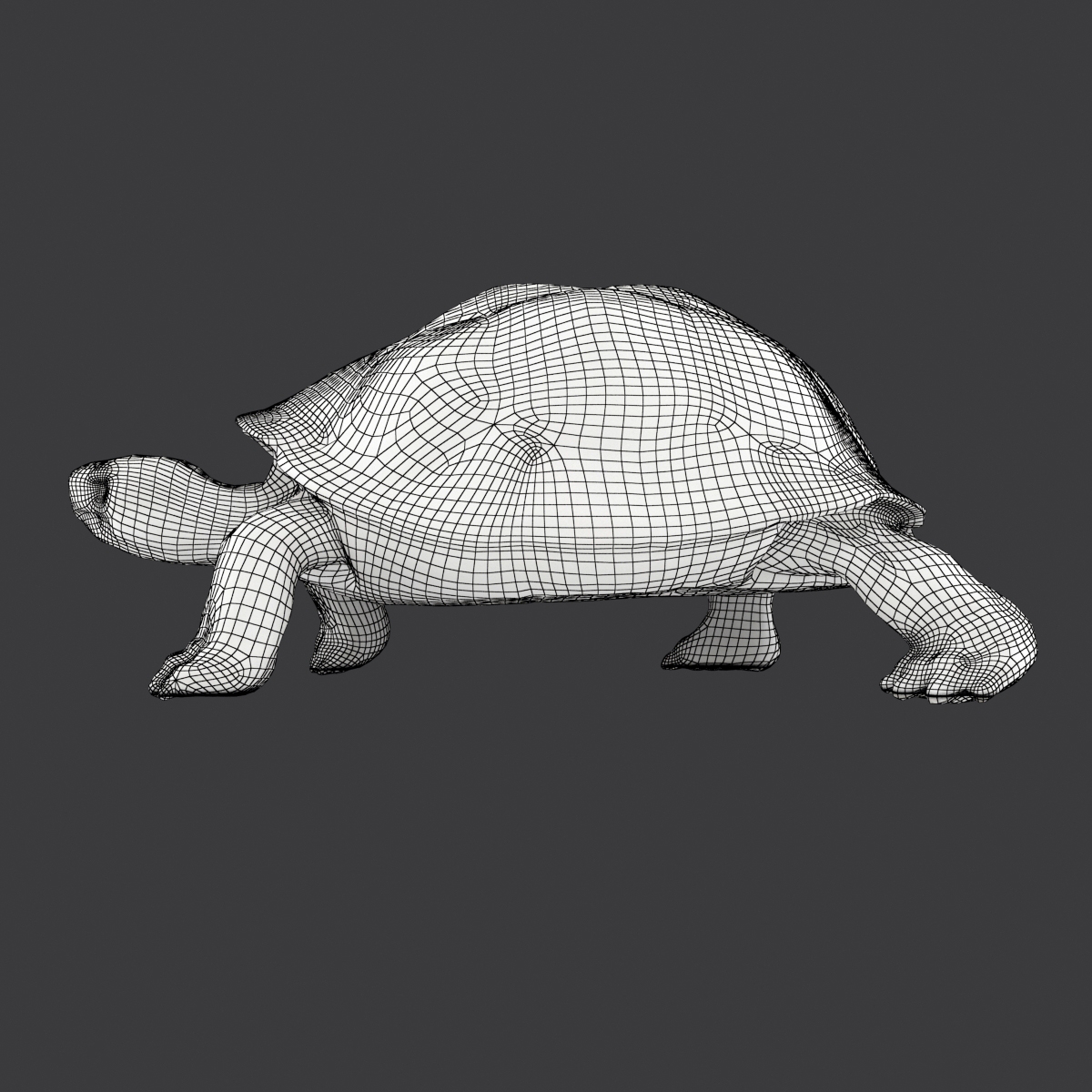 tortoise turtle 3d model