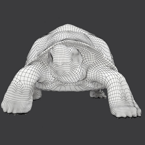 tortoise turtle 3d model