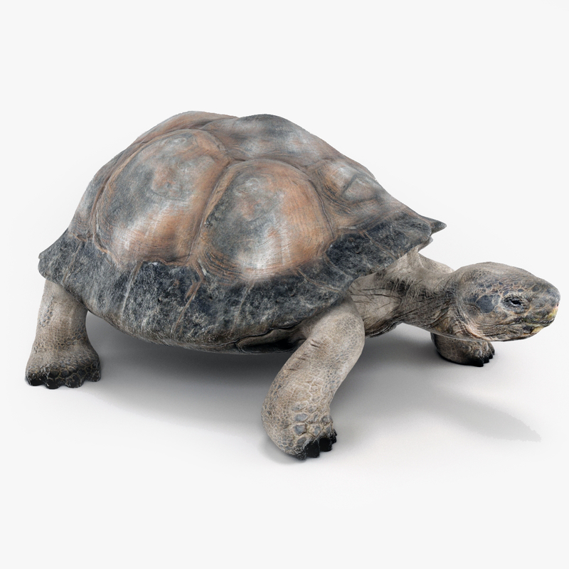 tortoise turtle 3d model