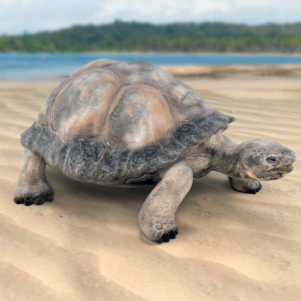 tortoise turtle 3d model