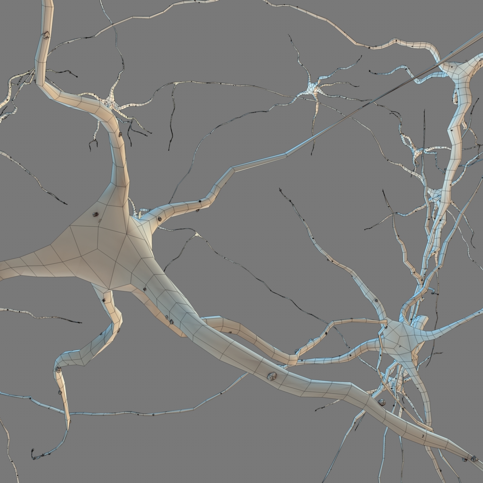 neurons glial cells c4d