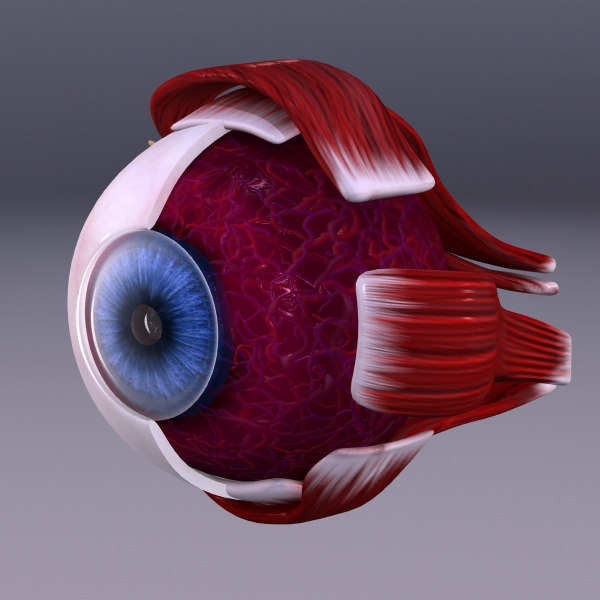 human eye 3d model