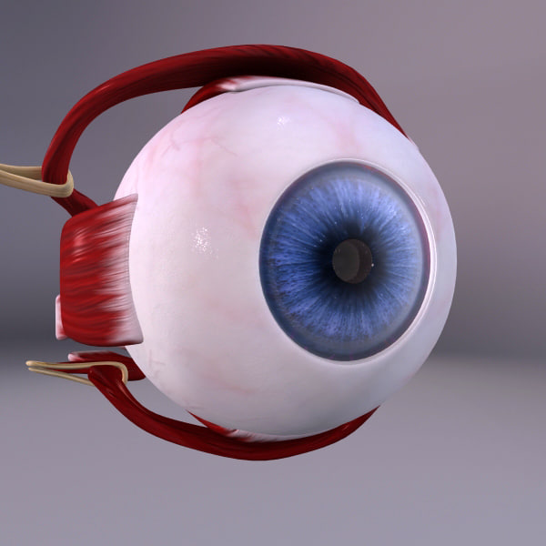 human eye 3d model