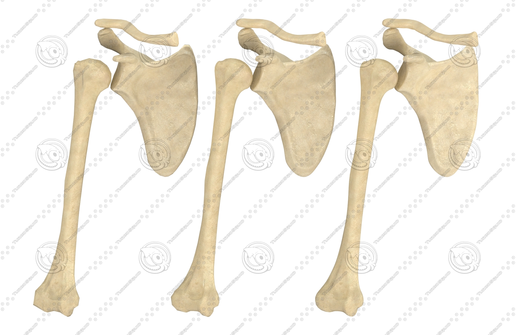 shoulder joint configuration bones ma