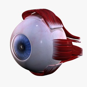 Eyes 3D Models for Download | TurboSquid