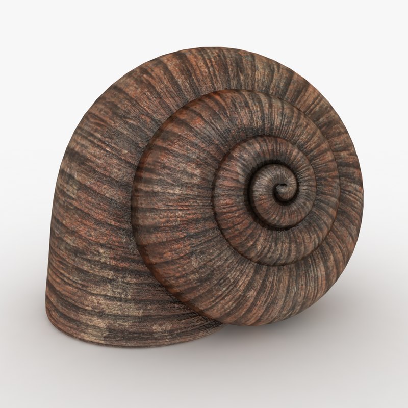 3d snail shell model